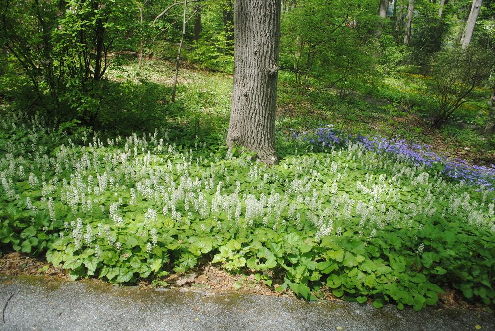 Photo of the habitat view of Foam Flower (Tiarella cordifolia) posted ...