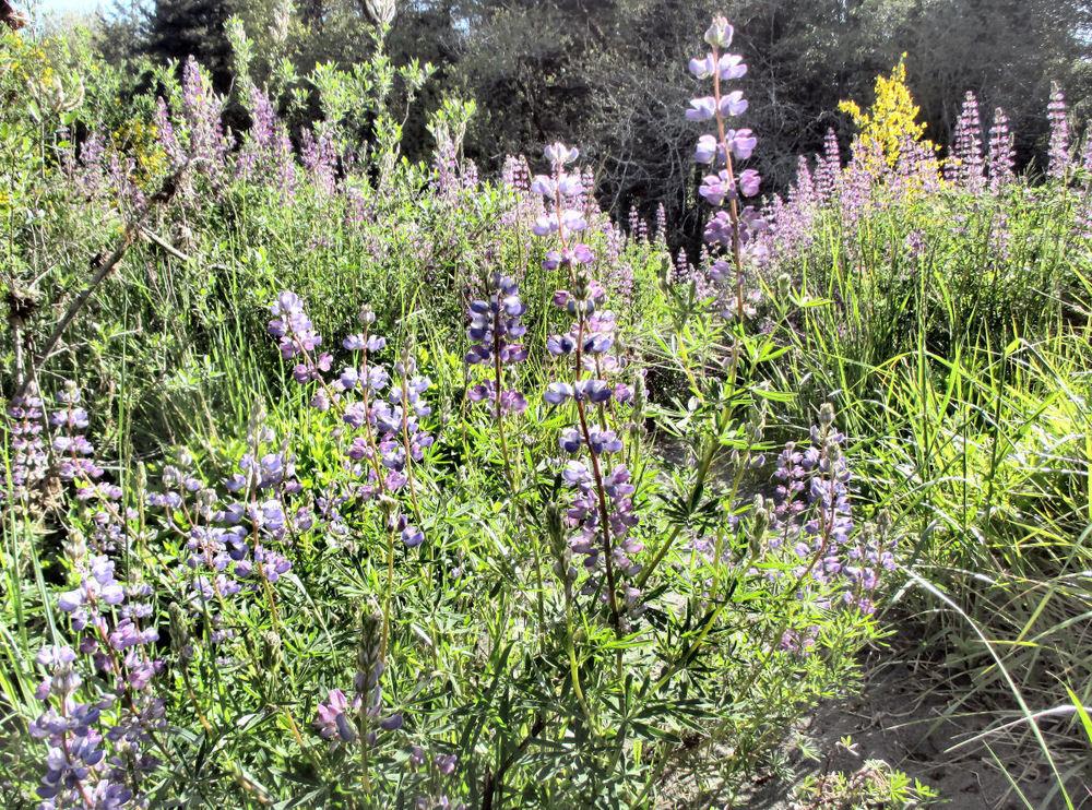 Riverbank lupine (Lupinus rivularis) - Garden.org