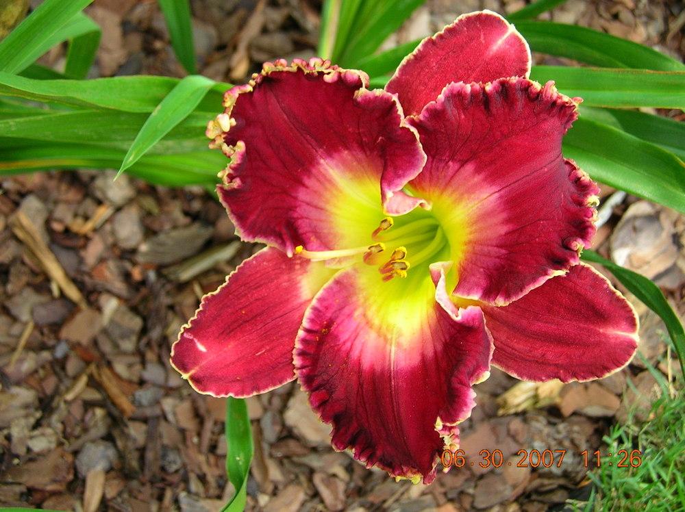 Daylily (Hemerocallis 'Cosmic Thunder') in the Daylilies Database ...