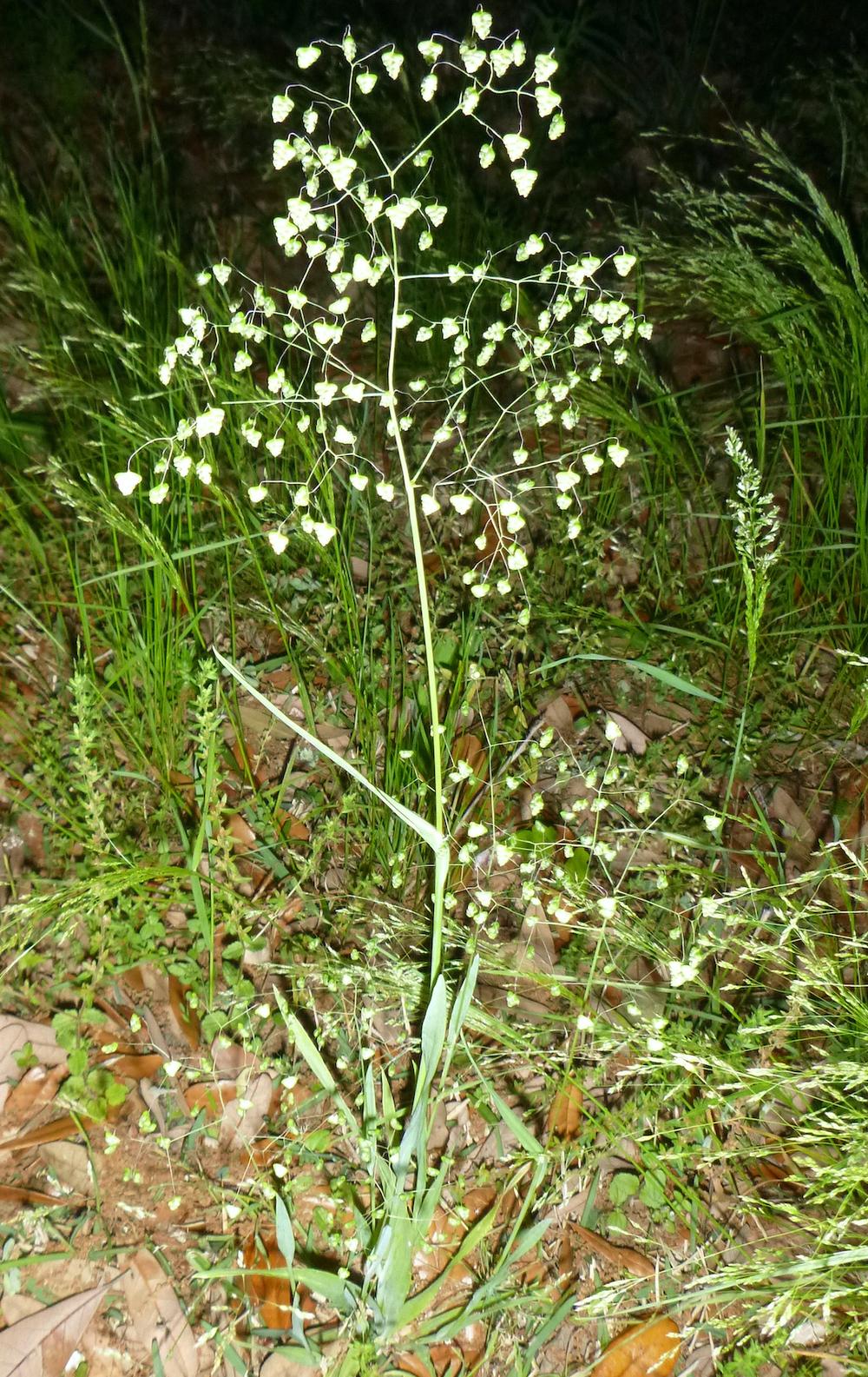 Could this be Briza minor (Quaking Grass)? in the Plant ID forum ...