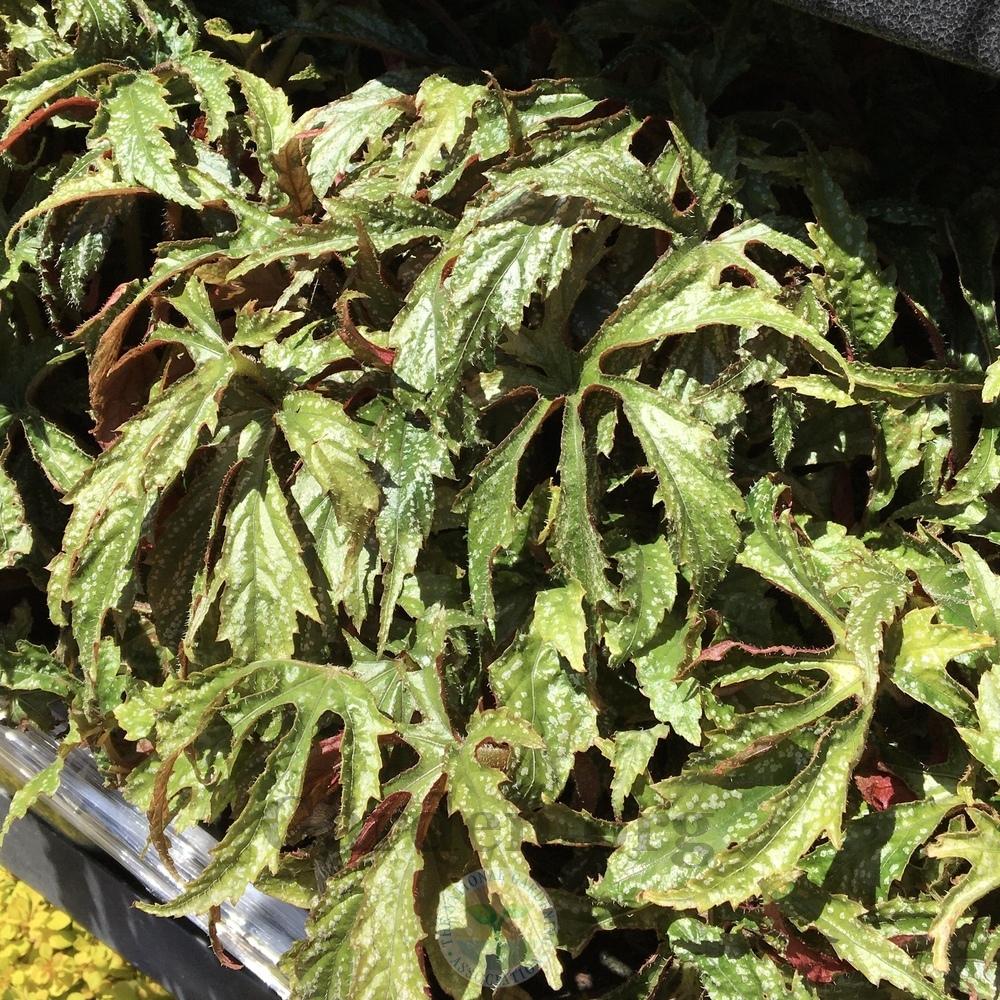 Begonia (Begonia circumlobata Tectonic™ Shangri-La™) in the Begonias ...