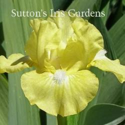 Standard Dwarf Bearded Iris (Iris 'Lemon Pop Drop') in the Irises ...
