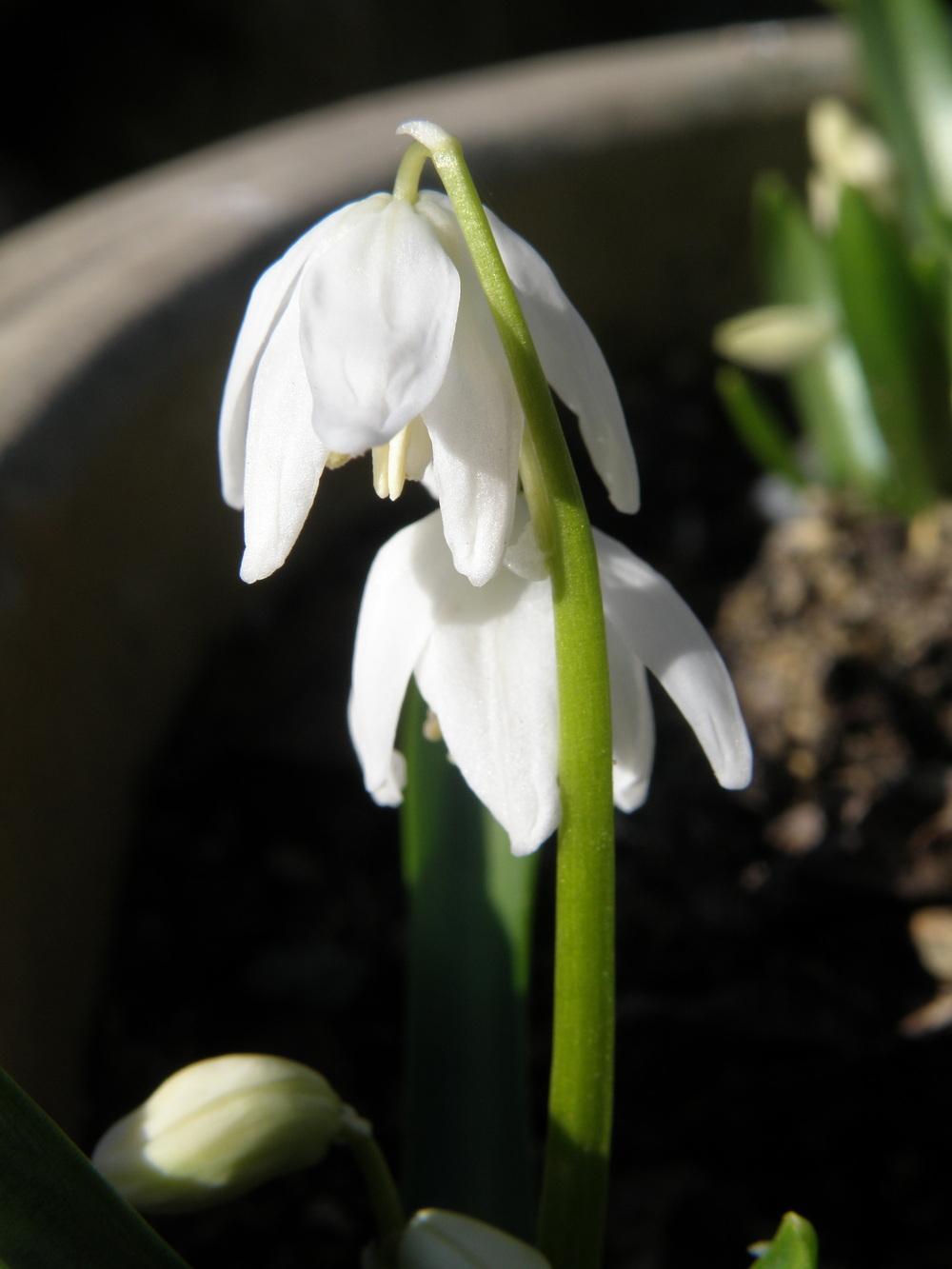 Siberian Squill (Scilla siberica 'Alba') - Garden.org
