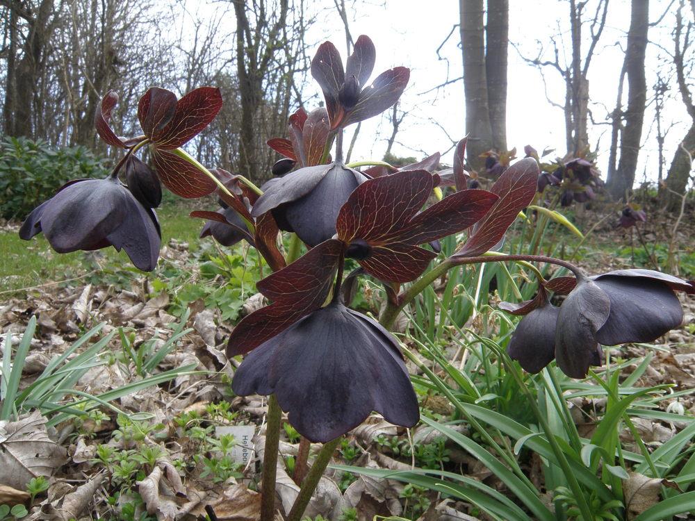 Photo of the bloom of Hellebore (Helleborus x hybridus 'Wilgenbroek ...