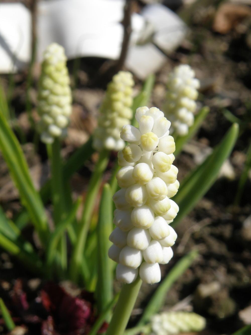 Grape Hyacinth (Muscari botryoides 'Album') in the Grape Hyacinths ...