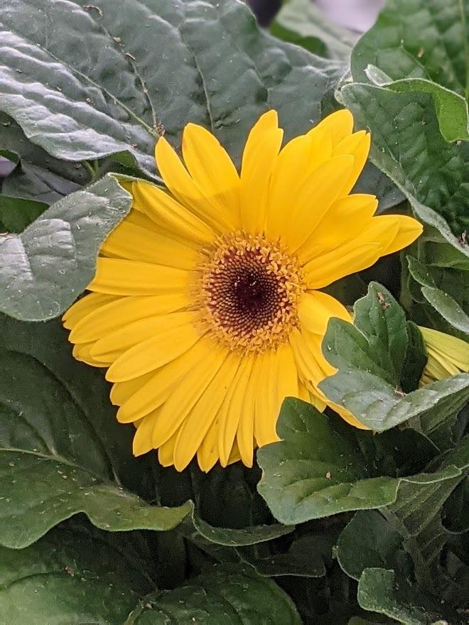 Gerbera Daisy (Gerbera jamesonii Flori Line® Maxi Yellow) - Garden.org