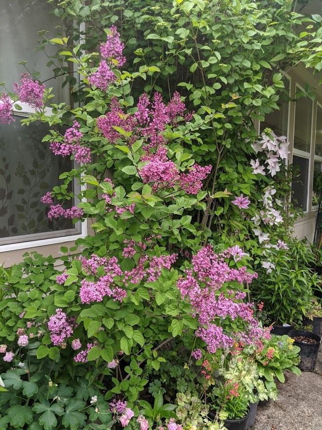 Photo of the entire plant of Weeping Lilac (Syringa pubescens subsp ...