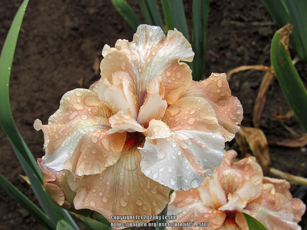 Tall Bearded Iris (Iris 'Untamed Glory') in the Irises Database - Garden.org