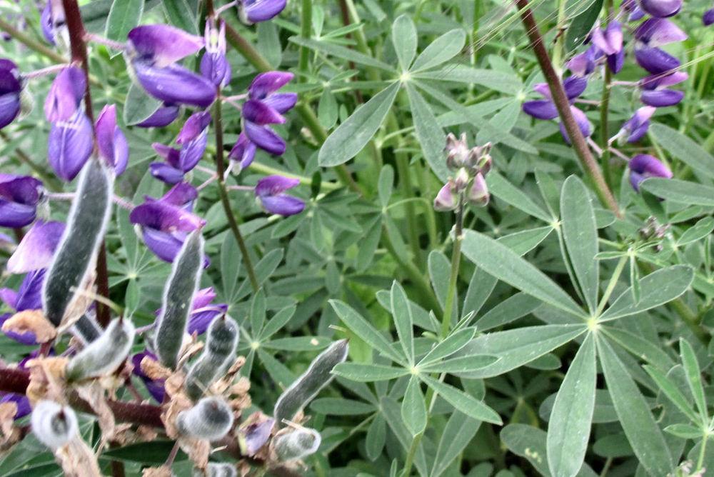 Photo of the entire plant of Riverbank lupine (Lupinus rivularis ...