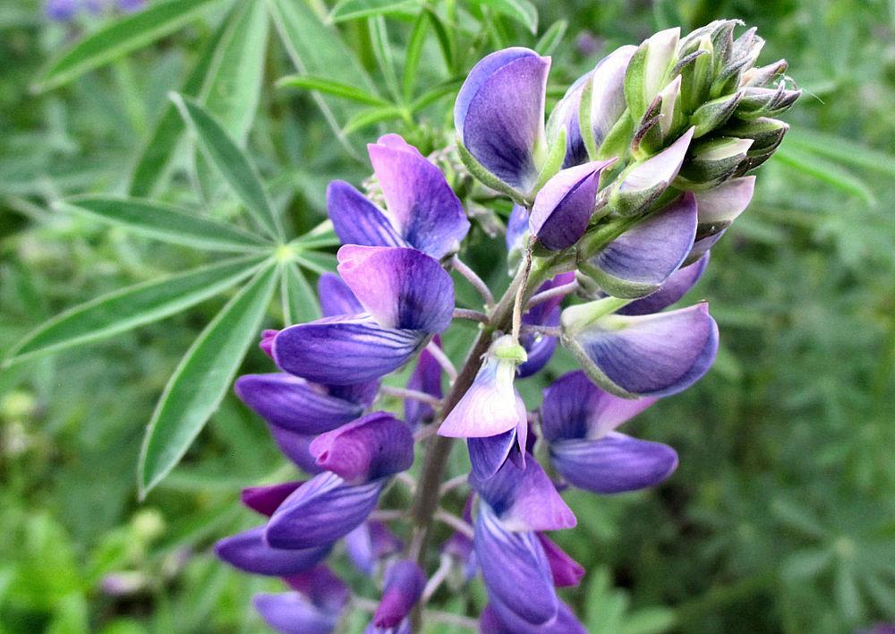 Photo of the bloom of Riverbank lupine (Lupinus rivularis) posted by ...