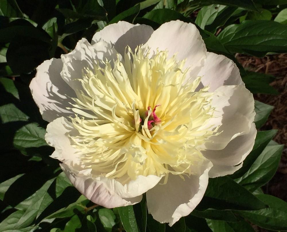 Peony (Paeonia lactiflora 'Immaculee') in the Peonies Database - Garden.org