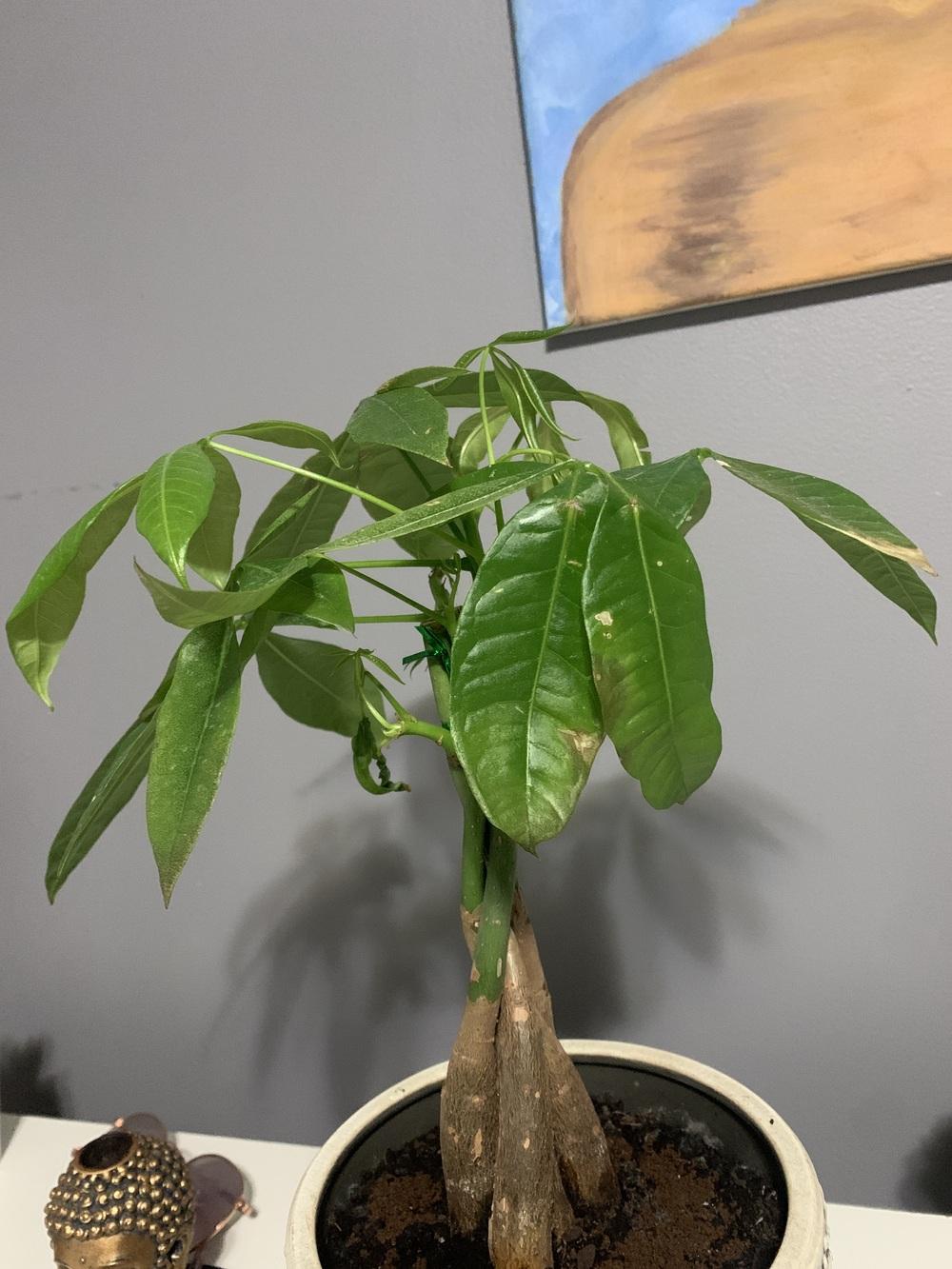 issues with money tree in the Houseplants forum - Garden.org