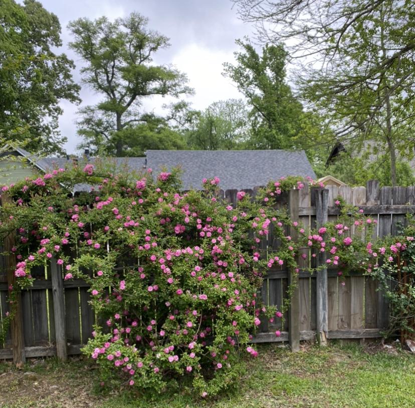 Photo of the entire plant of Rose (Rosa 'Peggy Martin') posted by ...