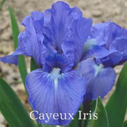 Standard Dwarf Bearded Iris (Iris 'Sapphire Gem') in the Irises ...