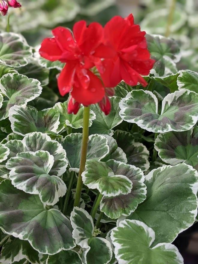 Photo of the entire plant of Fish Geranium (Pelargonium x hortorum ...