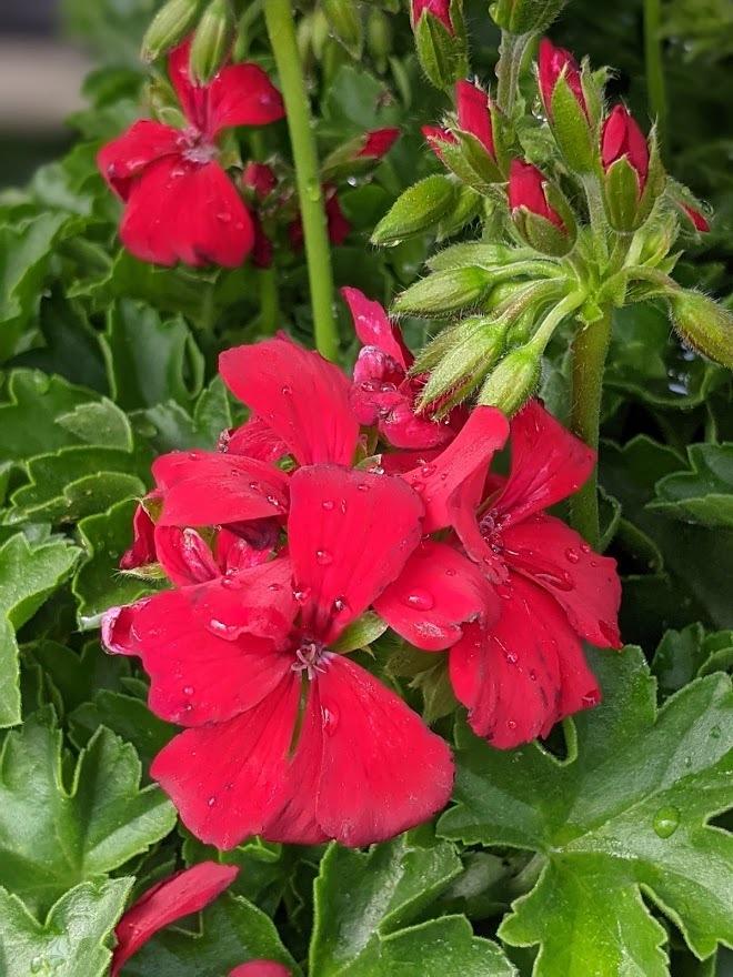 Storksbill (Pelargonium Marcada™ Dark Red) in the Pelargoniums Database ...