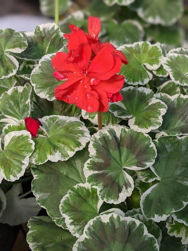 Photo of the entire plant of Fish Geranium (Pelargonium x hortorum ...