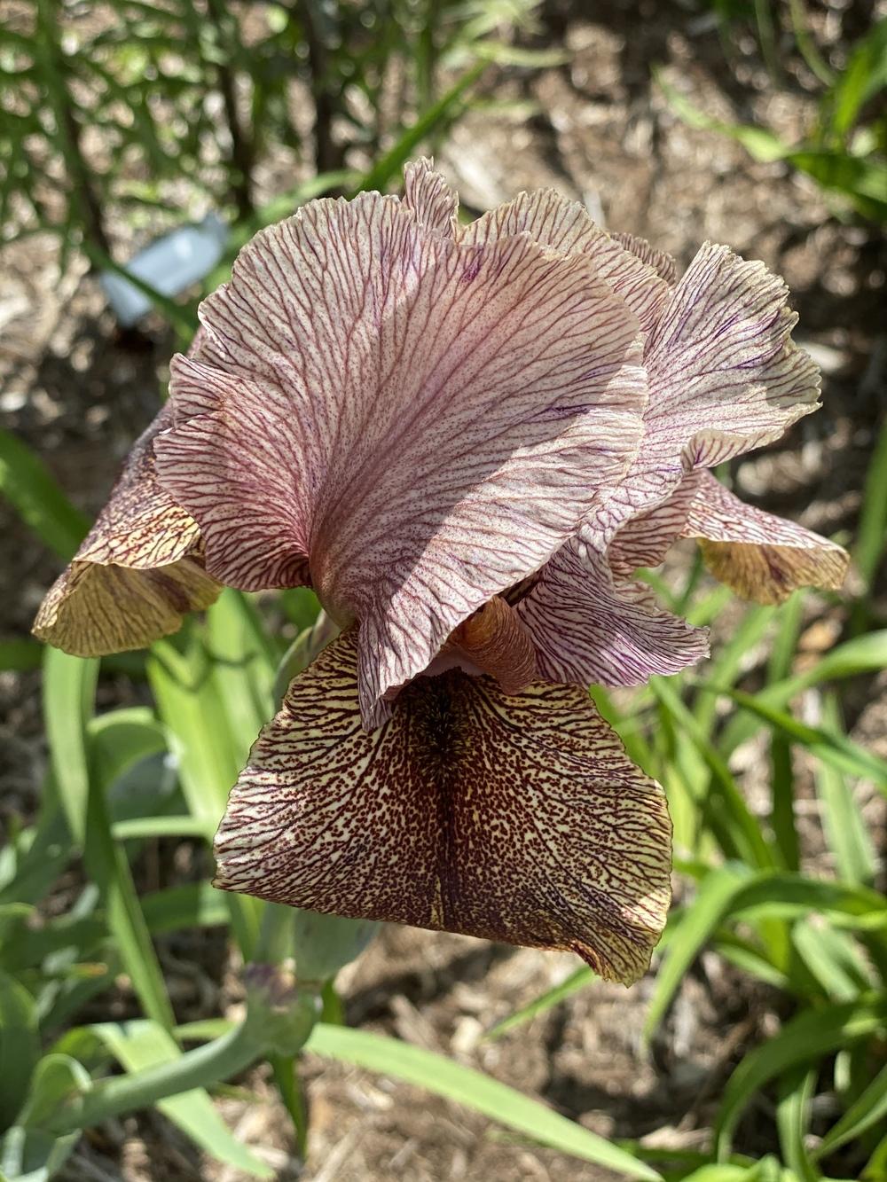 Photo of the bloom of Arilbred Iris (Iris 'Sand Dancer') posted by Legalily - Garden.org