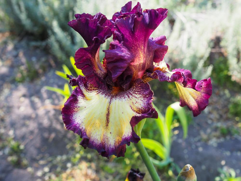 Photo of the bloom of Tall Bearded Iris (Iris 'Blood Moon') posted by ...