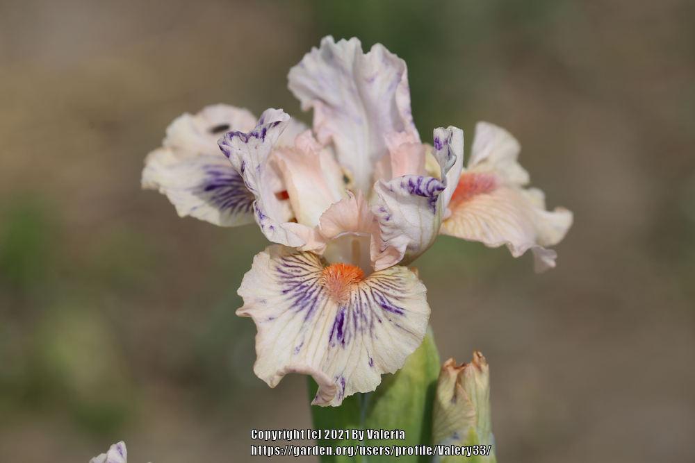 Standard Dwarf Bearded Iris (Iris 'Web of Desire') in the Irises ...