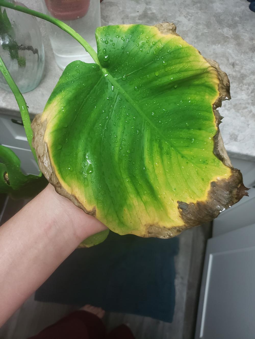 Help me save my Monstera Clipping in the Houseplants forum - Garden.org