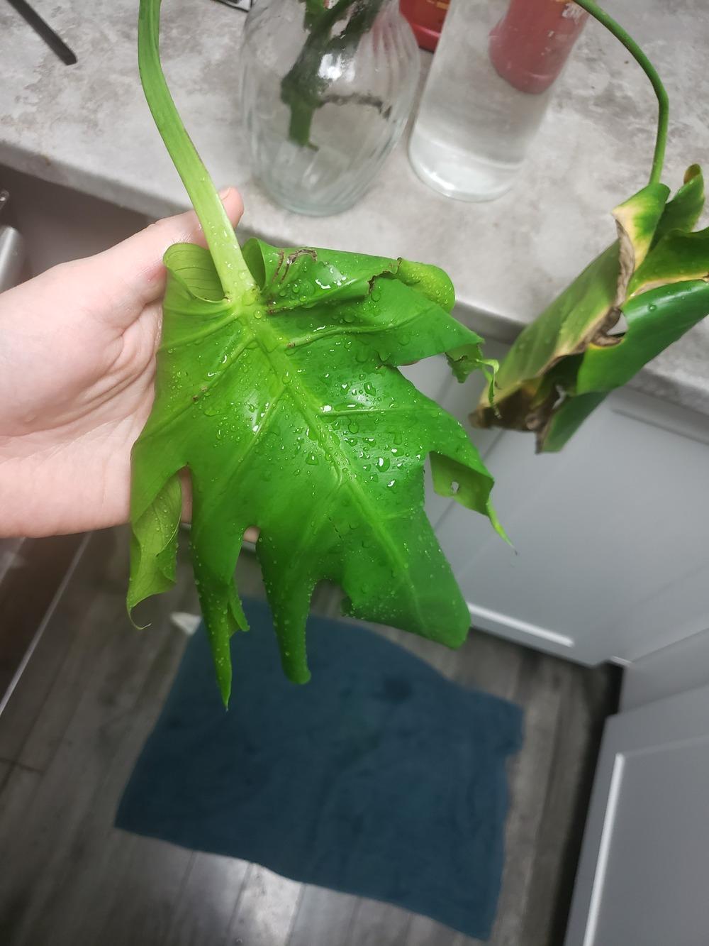 Help me save my Monstera Clipping in the Houseplants forum - Garden.org