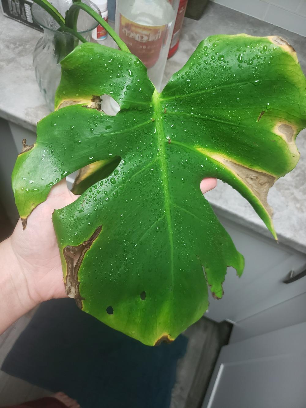 Help me save my Monstera Clipping in the Houseplants forum - Garden.org