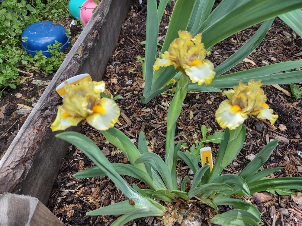 Standard Dwarf Bearded Iris (Iris 'Twitter Bug') in the Irises Database ...