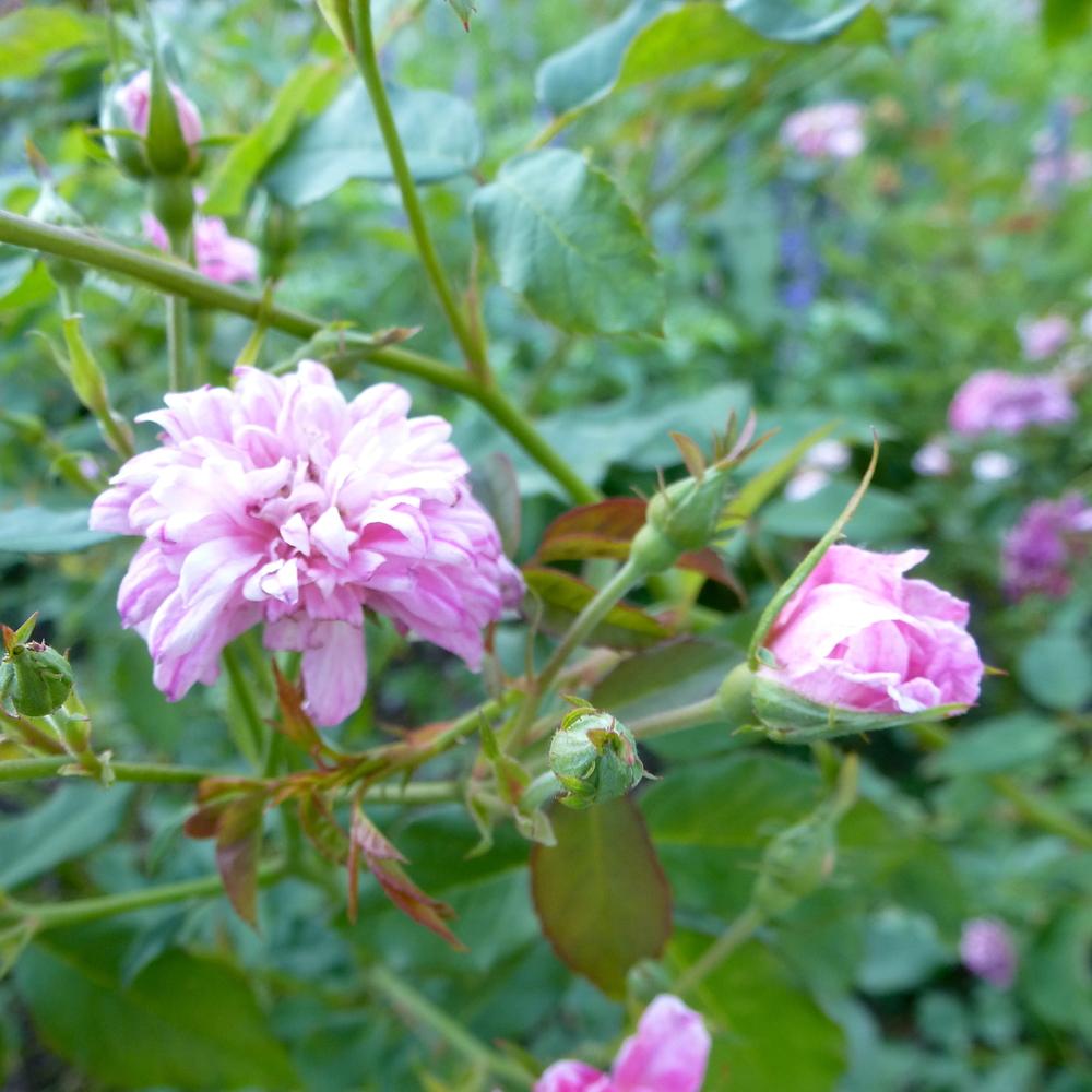 Rose (Rosa 'Peppermint China') in the Roses Database - Garden.org