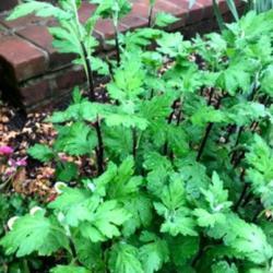 Spoon Mum (Chrysanthemum 'Redwing') - Garden.org