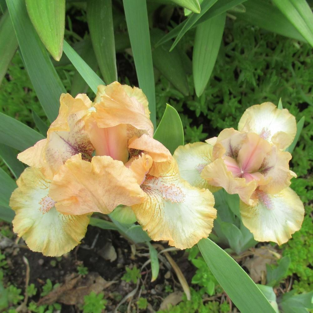 Photo of the entire plant of Standard Dwarf Bearded Iris (Iris 'Cute or ...