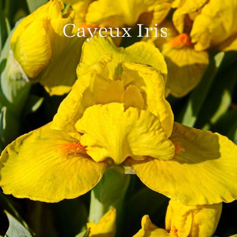 Miniature Dwarf Bearded Iris (Iris 'Sun Dabs') in the Irises Database ...