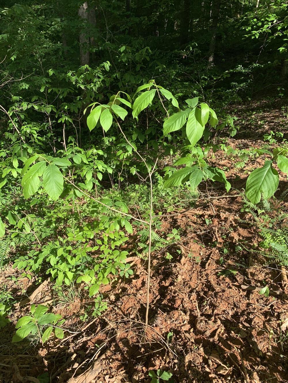 Sapling ID in the Plant ID forum - Garden.org