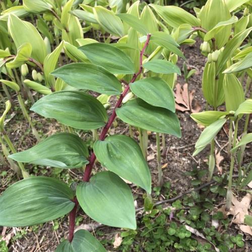 Solomon's Seal (Polygonatum odoratum 'Ruby Slippers') - Garden.org