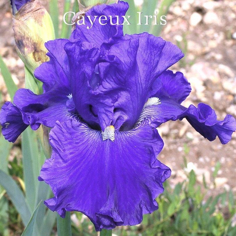 Photo of the bloom of Tall Bearded Iris (Iris 'All About Blue') posted ...