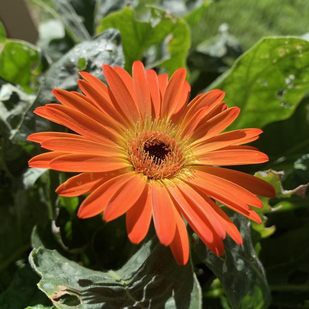 Photo of the bloom of Gerbera Daisy (Gerbera Garvinea® Sweet Sunset ...