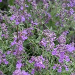Nepeta Little Trudy® in the Catmints Database - Garden.org