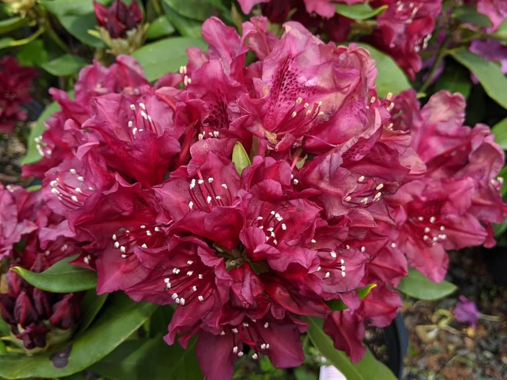 Rhododendron 'Dark Lord' in the Rhododendrons Database - Garden.org