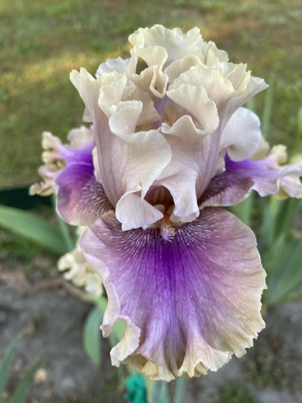 Photo of the bloom of Tall Bearded Iris (Iris 'Space Signal') posted by ...