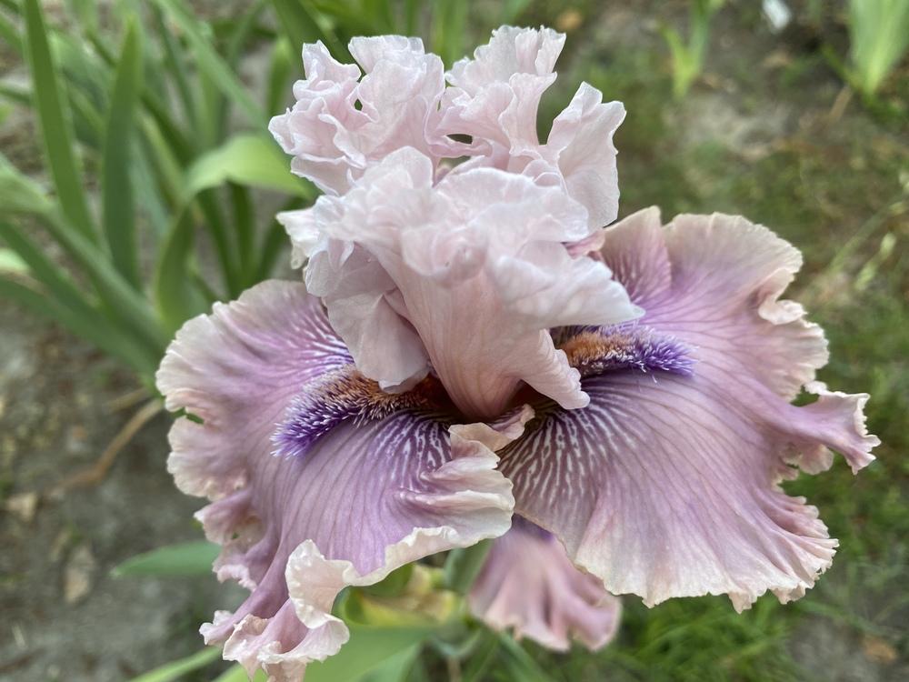 Photo of the bloom of Tall Bearded Iris (Iris 'Magic Trick') posted by ...