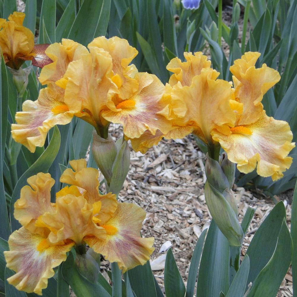 Photo of the bloom of Intermediate Bearded Iris (Iris 'Apple Crisp ...