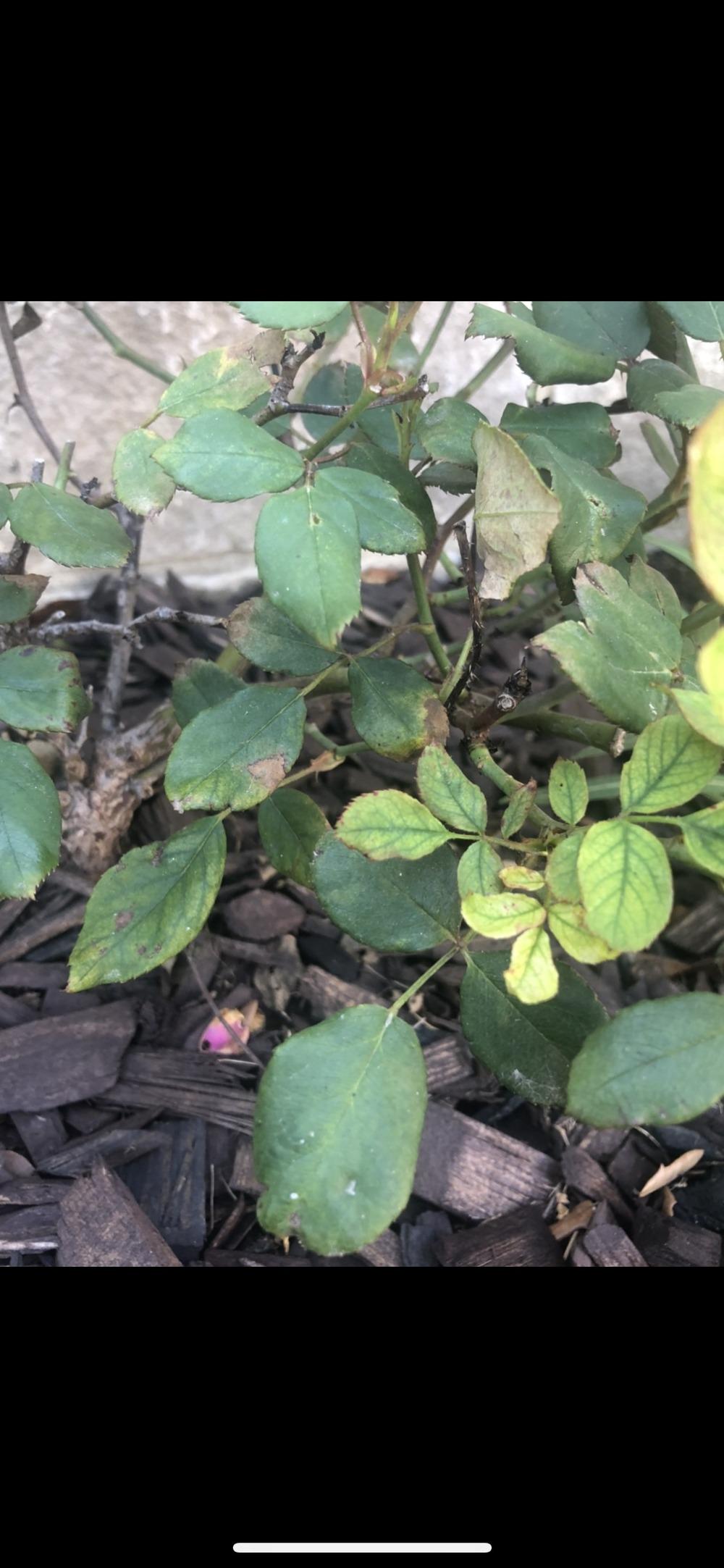 Knock out roses disease help? in the Roses forum - Garden.org