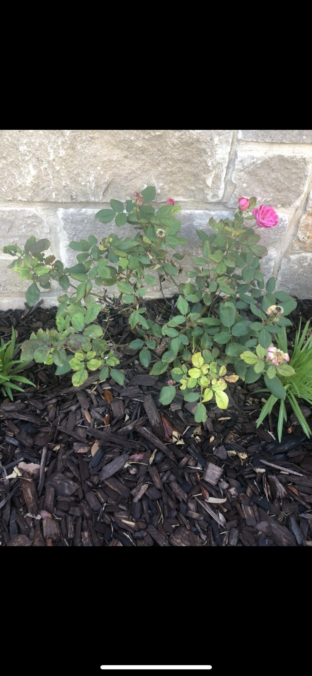 Knock out roses disease help? in the Roses forum - Garden.org