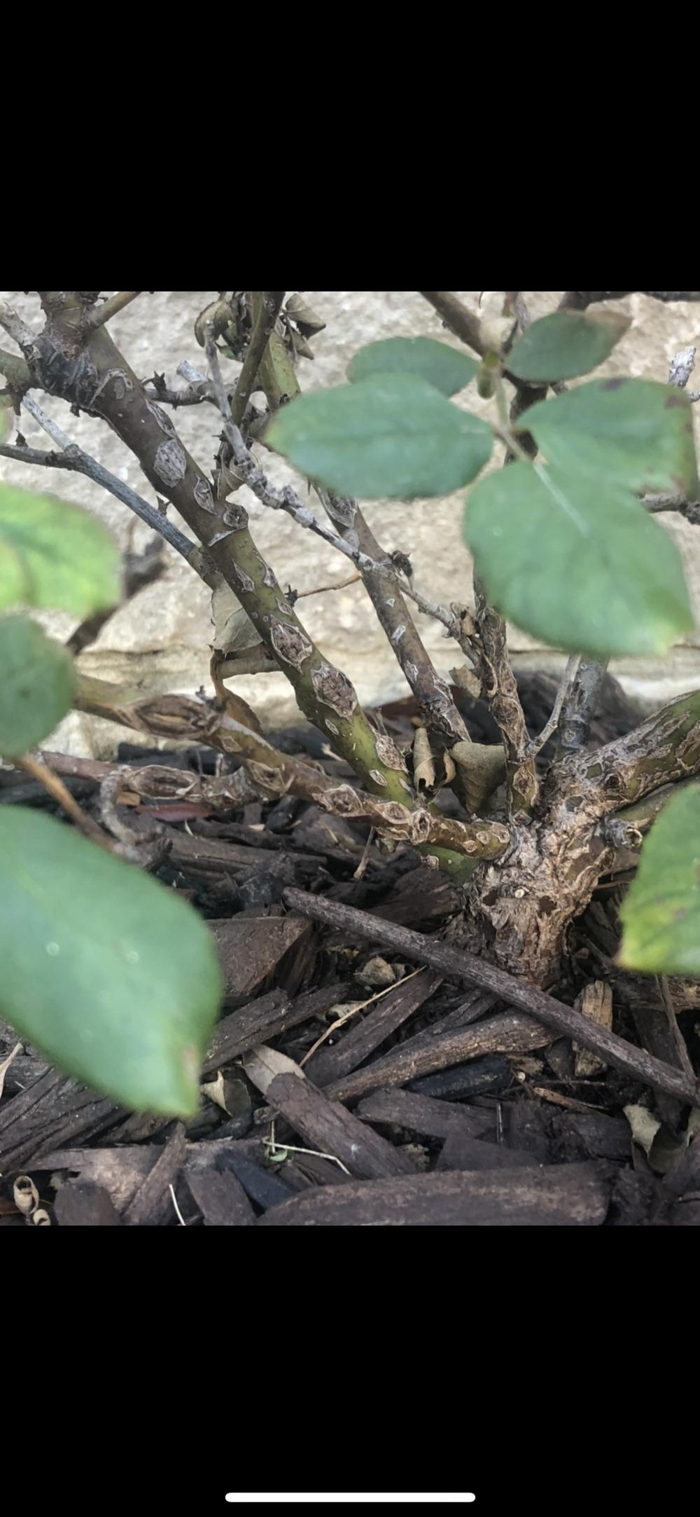 Knock out roses disease help? in the Roses forum - Garden.org