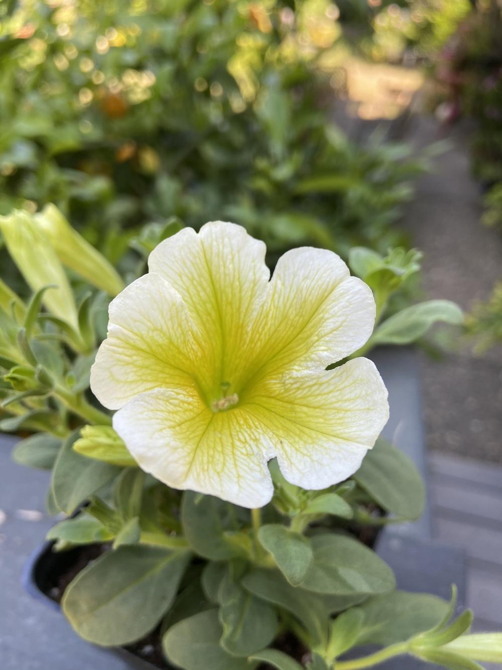 Grandiflora Semi-Trailing Petunia (Petunia Sunshine Improved Ray™) in ...