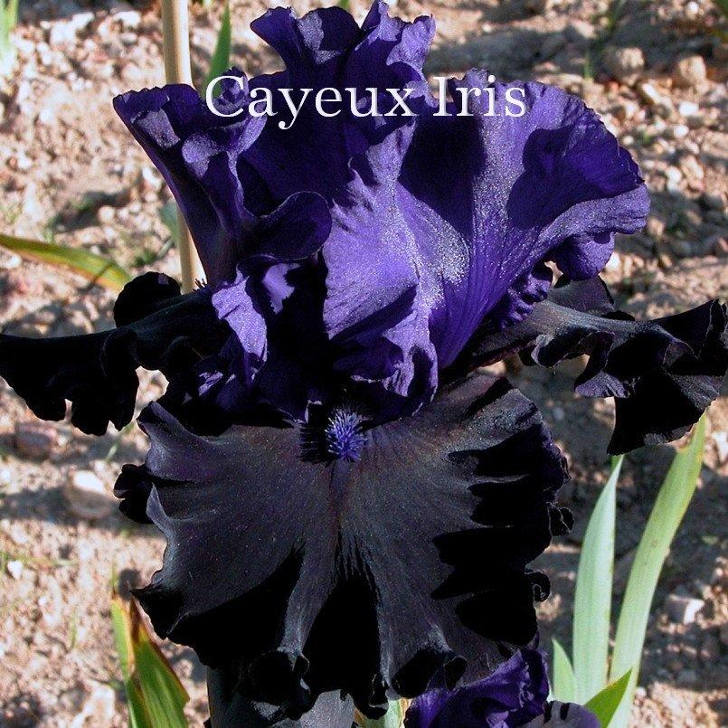 Photo of the bloom of Tall Bearded Iris (Iris 'Eclipse de Mai') posted ...