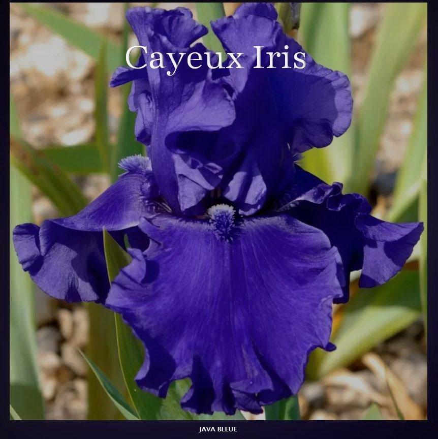Photo of the bloom of Tall Bearded Iris (Iris 'Java Bleue') posted by ...