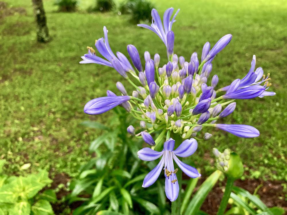 Agapanthus: Plant Care and Collection of Varieties - Garden.org