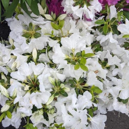 Azalea (Rhododendron 'Pleasant White') in the Rhododendrons Database ...