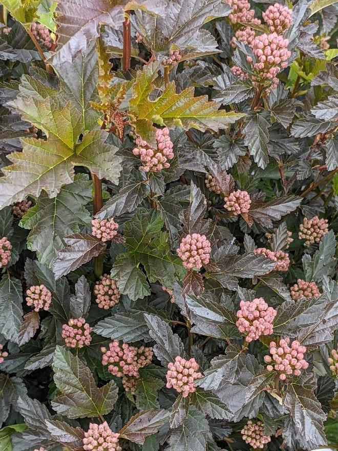 Ninebark (Physocarpus opulifolius Petite Plum®) in the Ninebarks ...